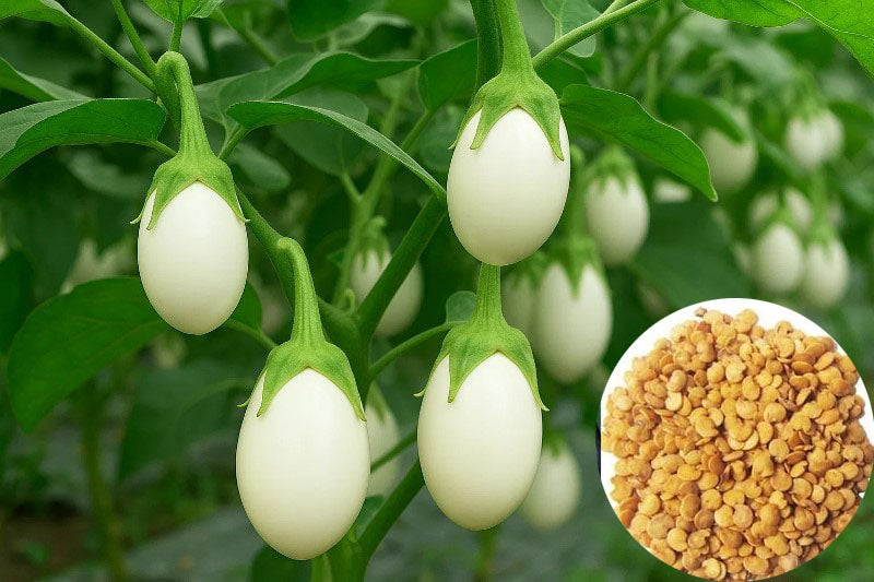 Eggplant (Kathrika) – Premium Naadan Brinjal Seeds | Buy Purple Eggpla ...