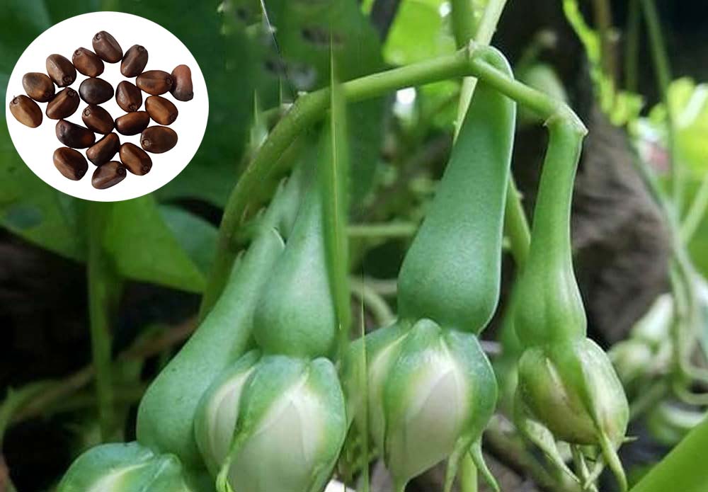 Mahaagrin Nithya Vazhuthana (Clove Bean) Seeds – The Perfect Way to Ea