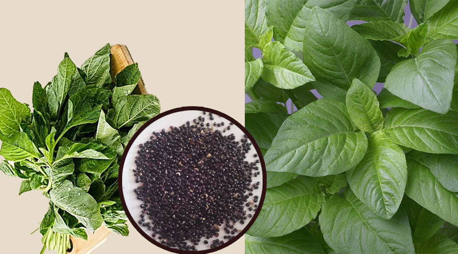 Grow Wellness at Home – Buy Amaranthus Green (Cheera) Seeds Packed wit ...