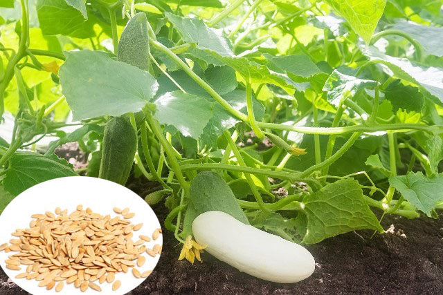Buy Inchi-Vellari Seeds | Native Cucumber Seeds with High Yield; Pest ...