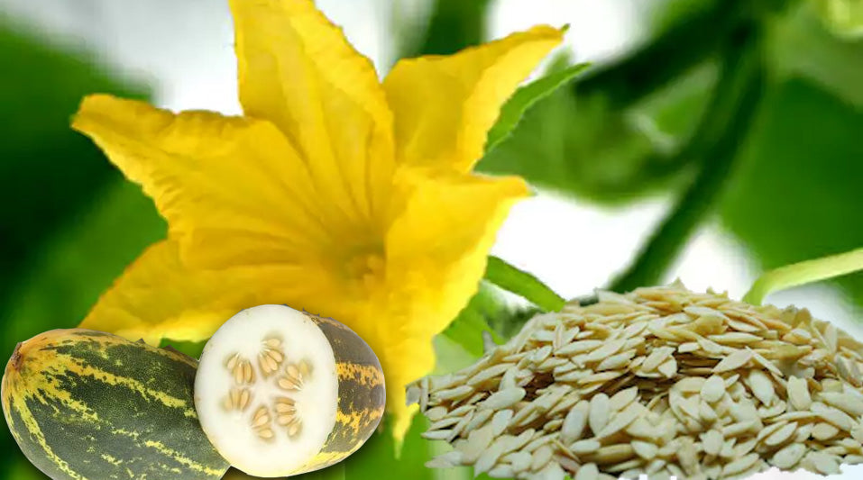Celebrate Vishu the Natural Way – Grow Your Own Vishu Vellari at Home ...