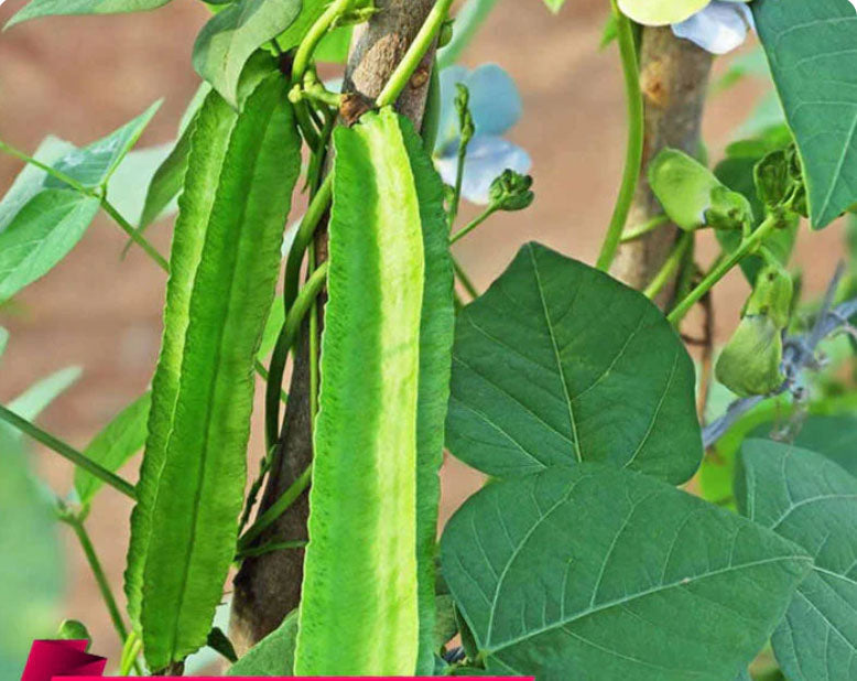October – Best Time to Cultivate Winged Beans (Chathurapayar); Buy Win ...