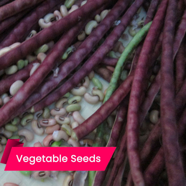 Cow Pea Red Gold (പയർ (ചുവപ്പ്)) – Mahaagrin